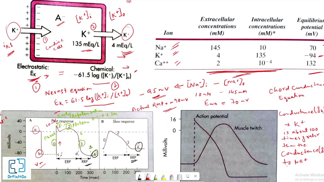 Transmembrane and Resting Membrane Potential AP | Coronary Heart ...