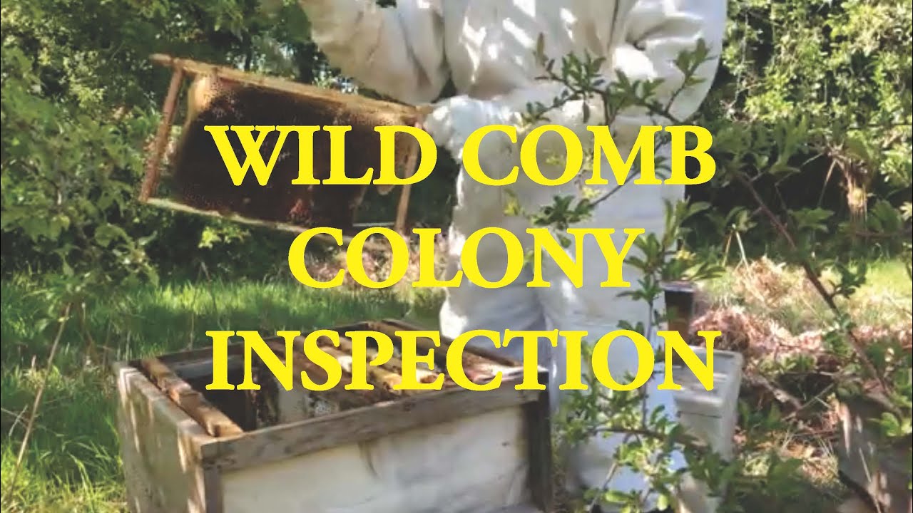 Wild comb colony inspection - YouTube