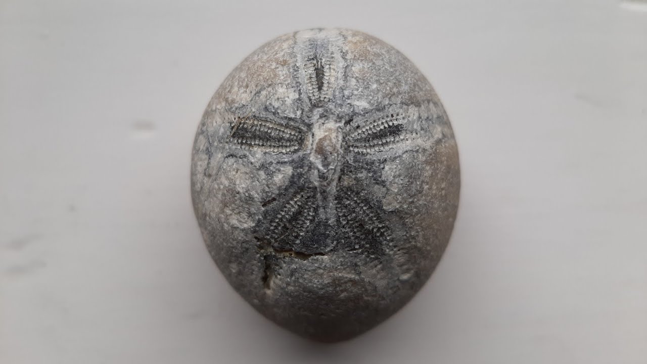 Norfolk Fossil Hunting + Happisburgh Drone Footage - YouTube