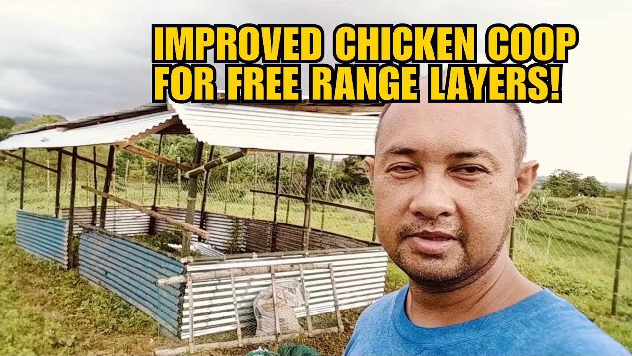 IMPROVED CHICKEN COOP FOR FREE RANGE LAYERS! - YouTube