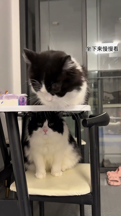 家里来了猫 一个鬼鬼祟祟,一个充满惊讶? 米努特矮脚猫 拿破仑矮脚猫 谁能拒绝傻憨憨的小猫咪 小猫咪怼脸杀视频 怎么会有这么嗲的小猫咪呀 Youtube