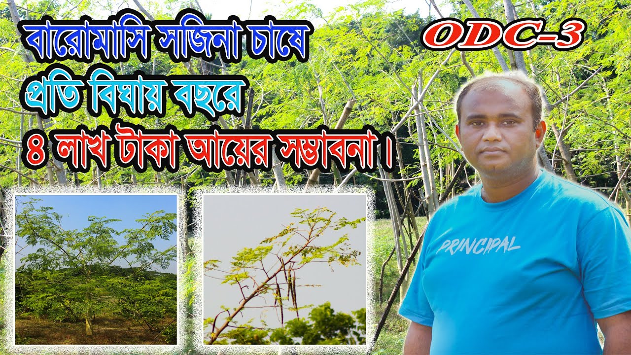 বারোমাসি সজিনা চাষে প্রতি বিঘায় বছরে ৪ লাখ টাকা আয়ের সম্ভাবনা। ODC 3 ...