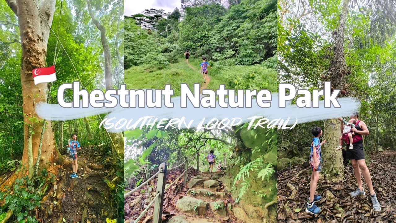 Chestnut Nature Park｜Southern Loop Trail｜新加坡面积最大的自然公园｜Hiking Fun｜周末家庭日 ...