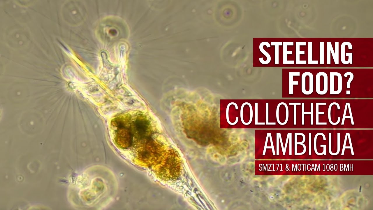 Steeling food? Collotheca ambigua | by Motic Europe - YouTube