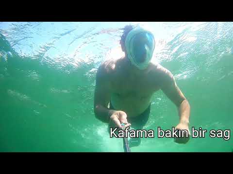 Köpek Balığıni Videoya Aldim /Köpek balığı Saldırdı mı?Böylesi ILK KEZ GÖRÜLDÜ