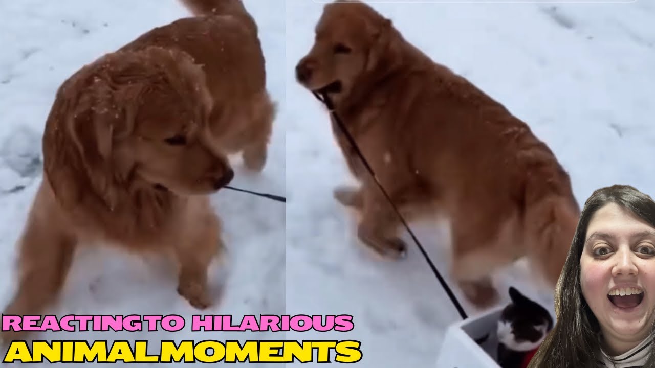 Reacting to HILARIOUS Animal Moments That Will Make You LOL! - YouTube