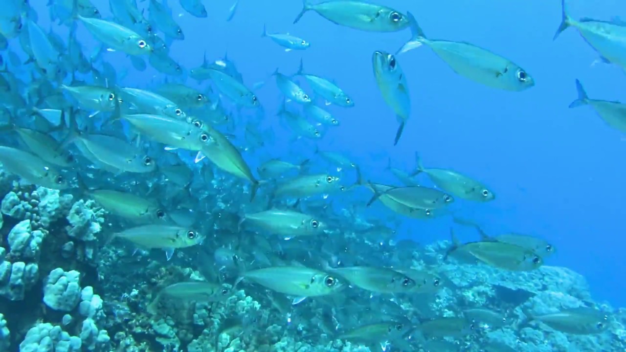 Akule in the bay - YouTube