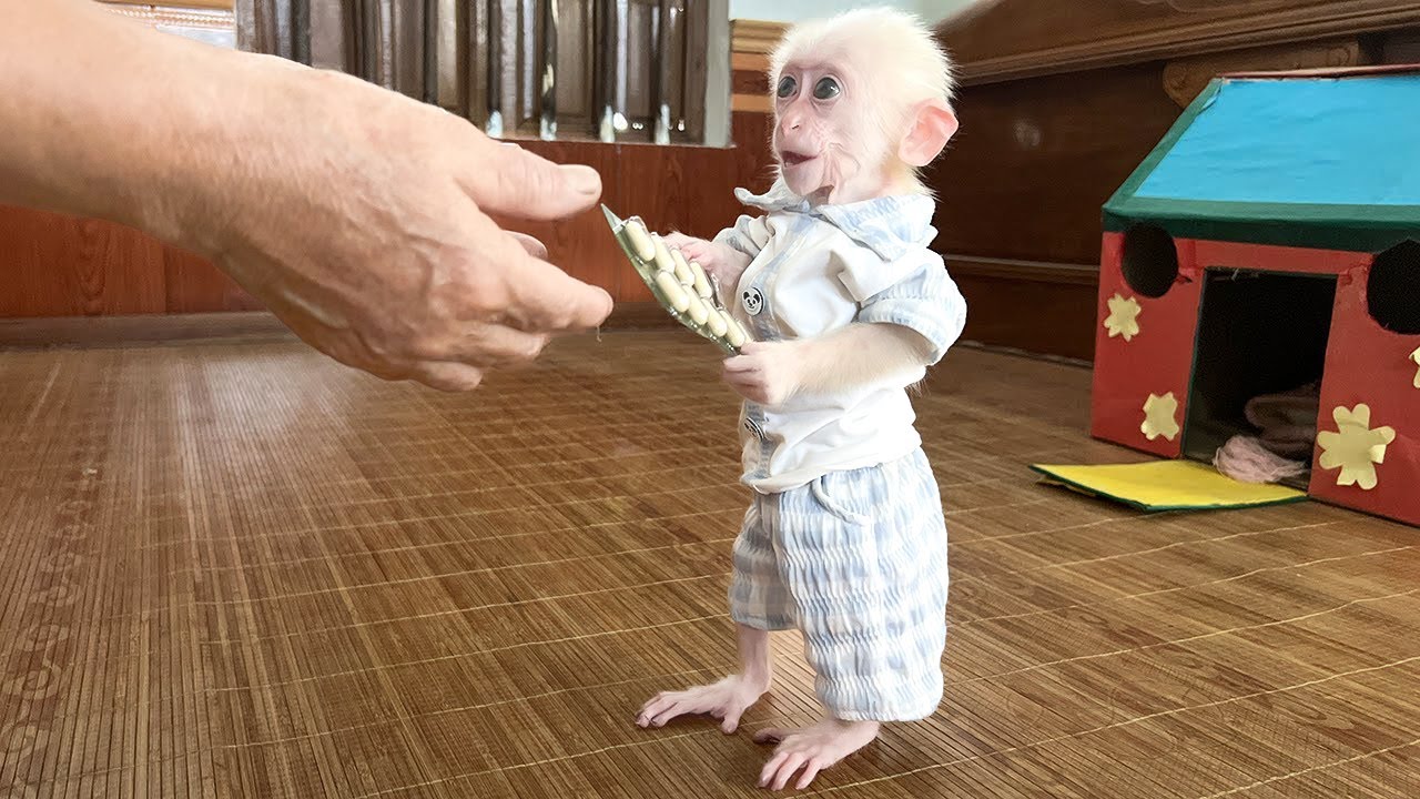 Monkey Poor nanny takes good care of sick Hong! - YouTube