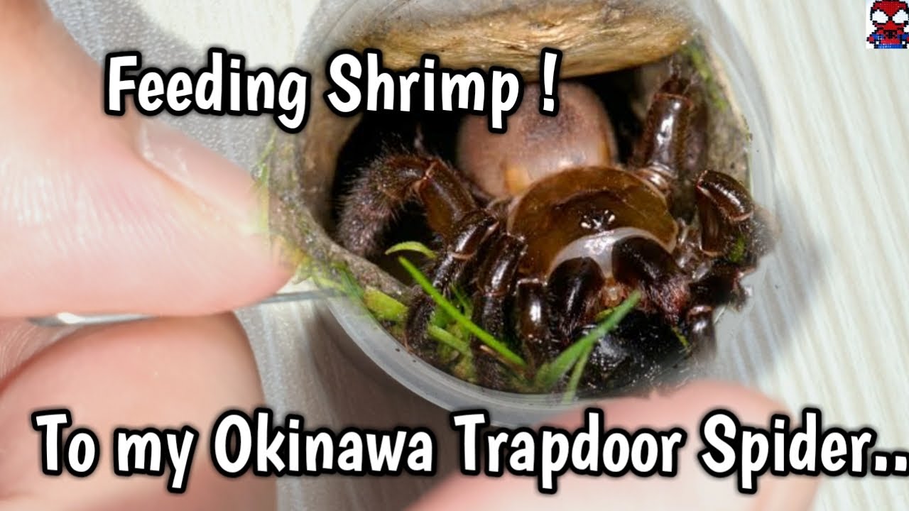 NEW OKINAWA TRAPDOOR SPIDER + FEEDING SHRIMP !!! Cute Little Spider ...
