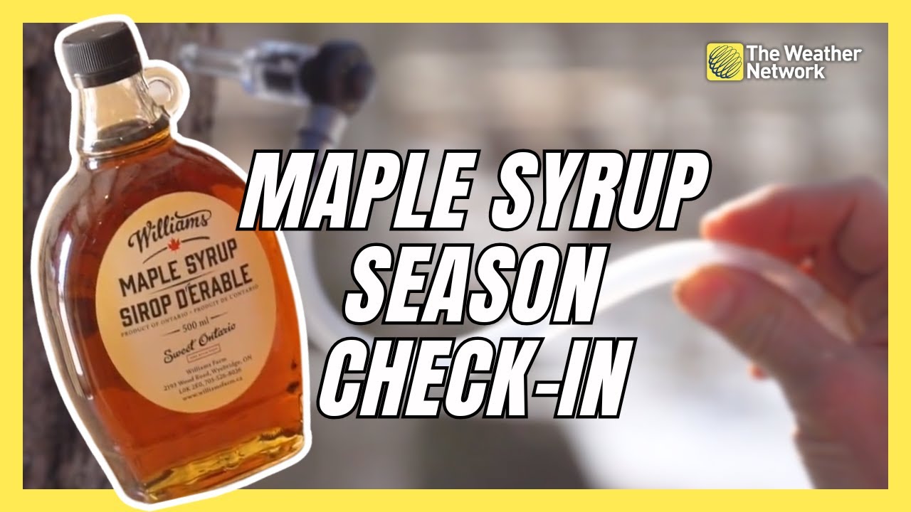 Maple Syrup Season Kicks Off To A Delicious Start In Ontario - YouTube