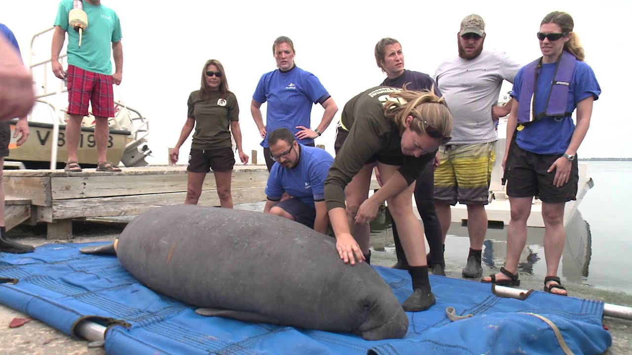 SeaWorld Orlando Returns Male Manatee After Year of Rehabilitation ...