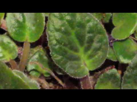 Quick scan on this 'African Violet' plant without any Flowers