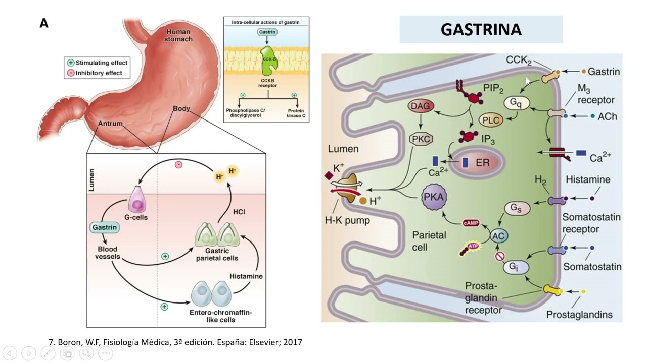 Principales hormonas gastrointestinales – SOCIEM UPAO - YouTube