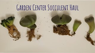 Lithops & Split Rock Haul || Survival?