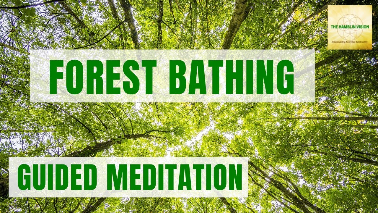 Forest Bathing Meditation - YouTube