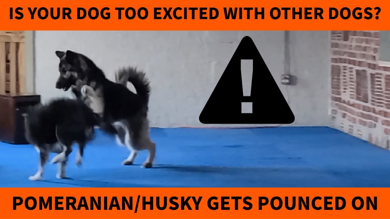 How Dogs correct other dogs - YouTube