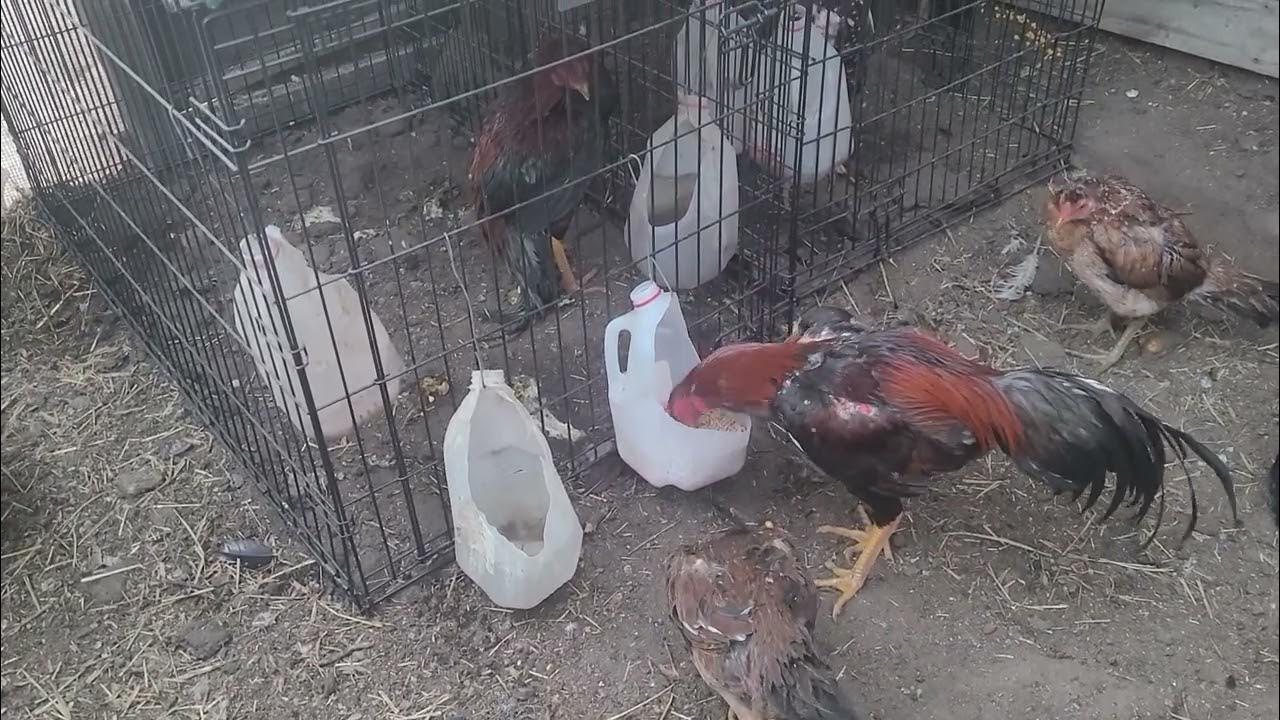 los update kuv cov qaib pb dua - YouTube