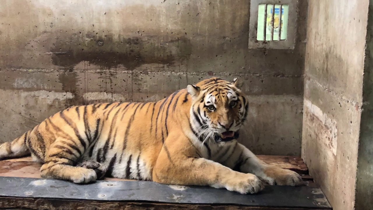 Amur Tiger Encounter at the Alaska Zoo! Vlog #7 - YouTube
