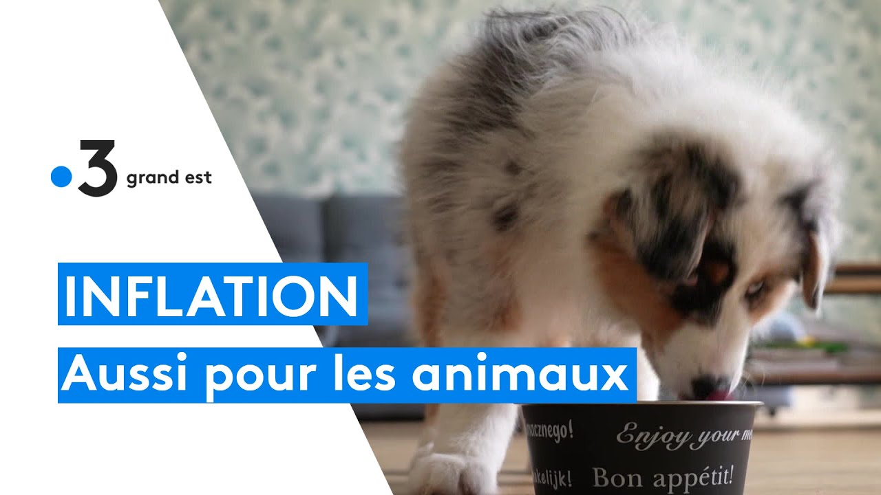 Inflation : les animaux concernés par une forte hausse des prix - YouTube