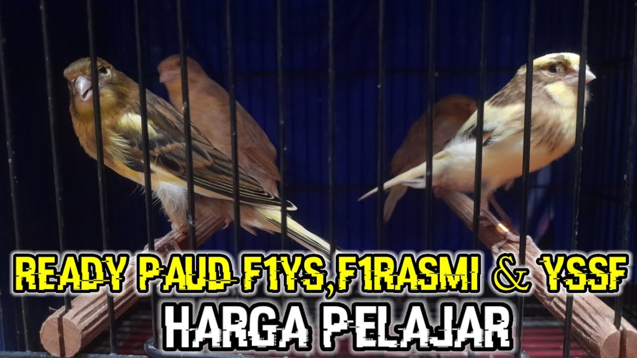Ready Paud F1ys,F1 Rasmi & Paud Yssf Harga Pelajar #kenarigacor #kenari #kenarif1 - YouTube