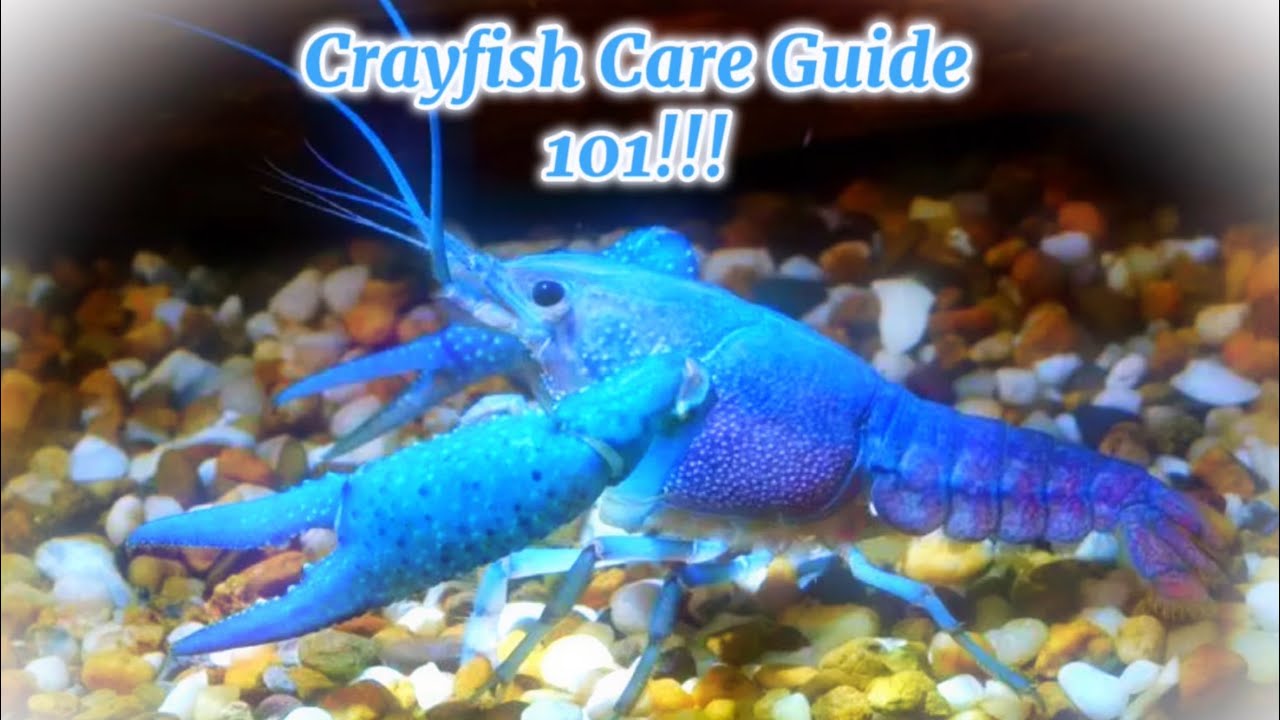 The ULTIMATE Crayfish Care Guide!!! - YouTube