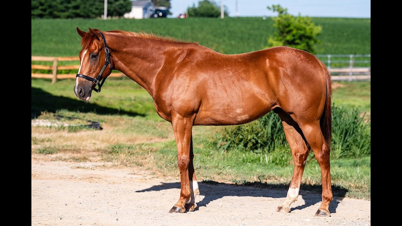 JACK BACKED, 2019 Thoroughbred Gelding - YouTube