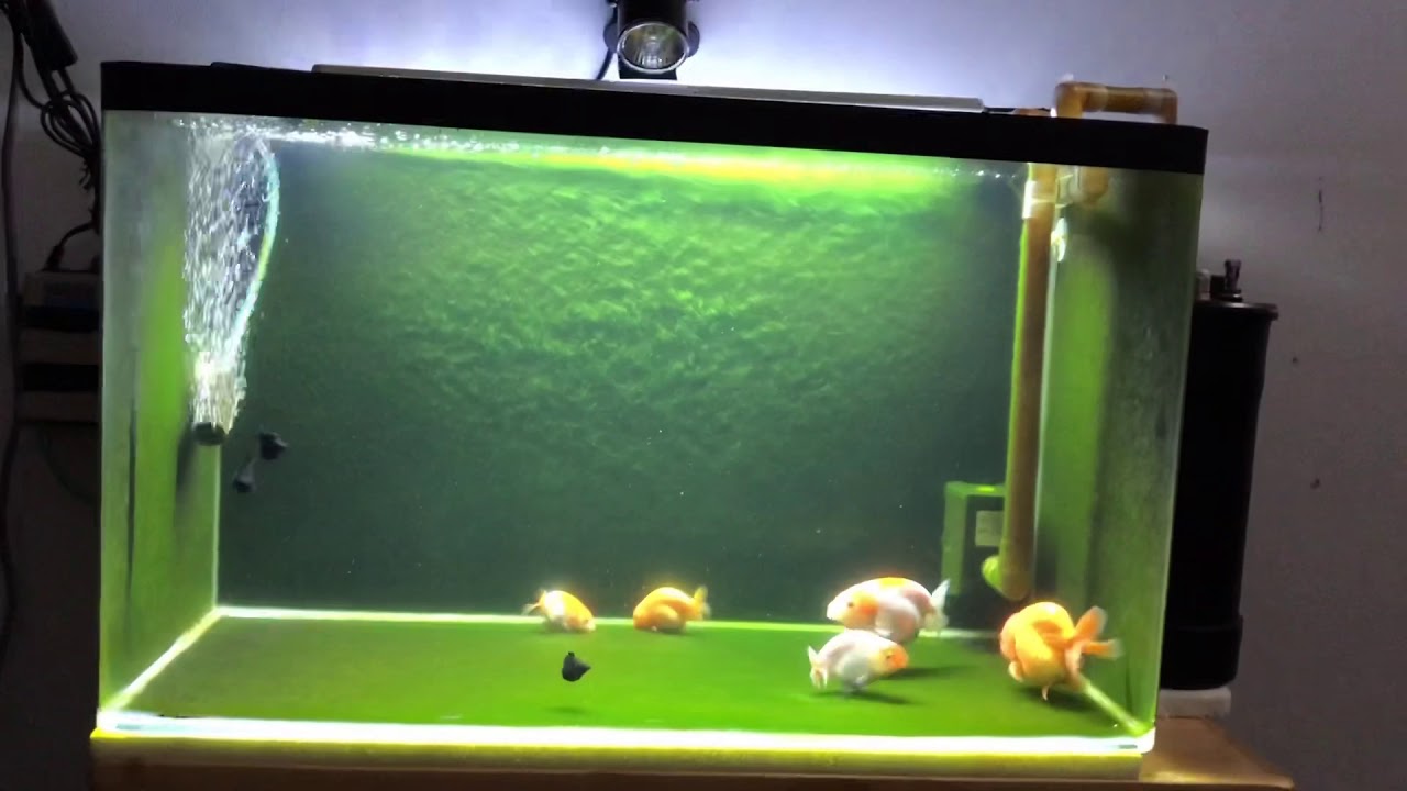 GREEN CARPET ALGAE / LUMUT HIJAU AQUARIUM INDOOR - YouTube