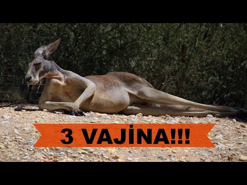 KANGURULAR HAKKINDA AKILLARA ZARAR 10 İLGİNÇ GERÇEK