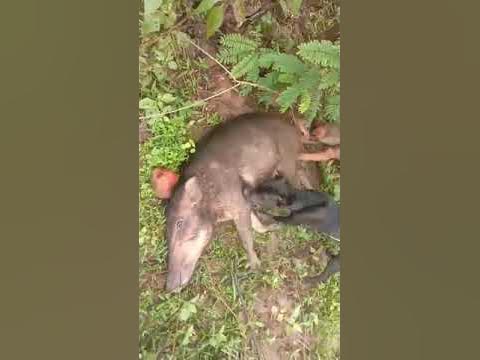 hnub no mus caum npua teb tau ib tus loj kawg li,19/7/2023 - YouTube