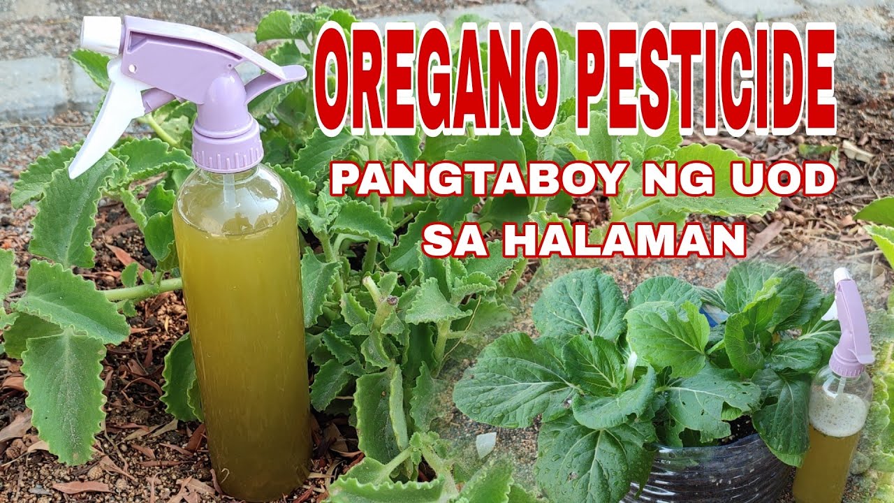 PAANO GUMAWA NG OREGANO PESTICIDE HERBICIDE SA HALAMAN YouTube paano-gumawa-ng-oregano-pesticide-herbicide-sa-halaman-youtube