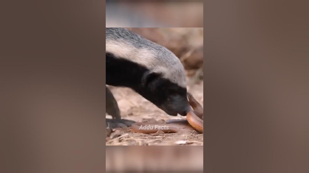 Why Mongoose Don't Die After Snake Bite 😨 | #shorts - YouTube