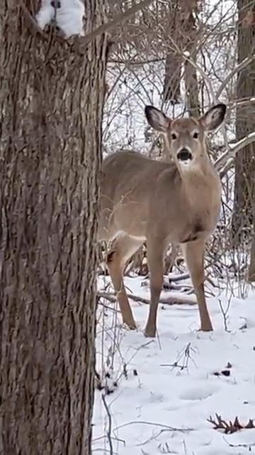 Ever had a buck walk right up to you?? Little guy has a lot to learn! # ...