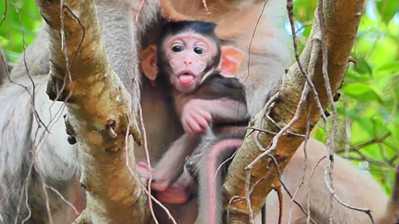 Mama Berry monkey is teaching her baby monkeys to climb trees - YouTube