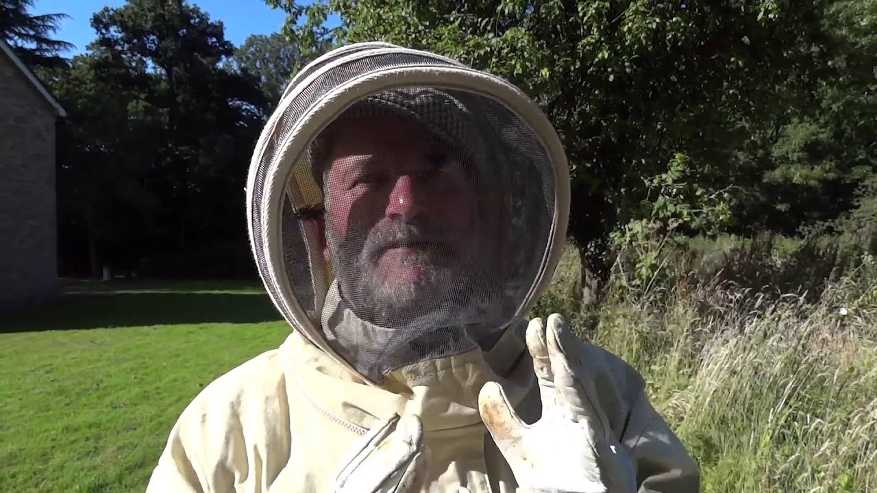 Wildlife and Humans: Bees Documentary - YouTube