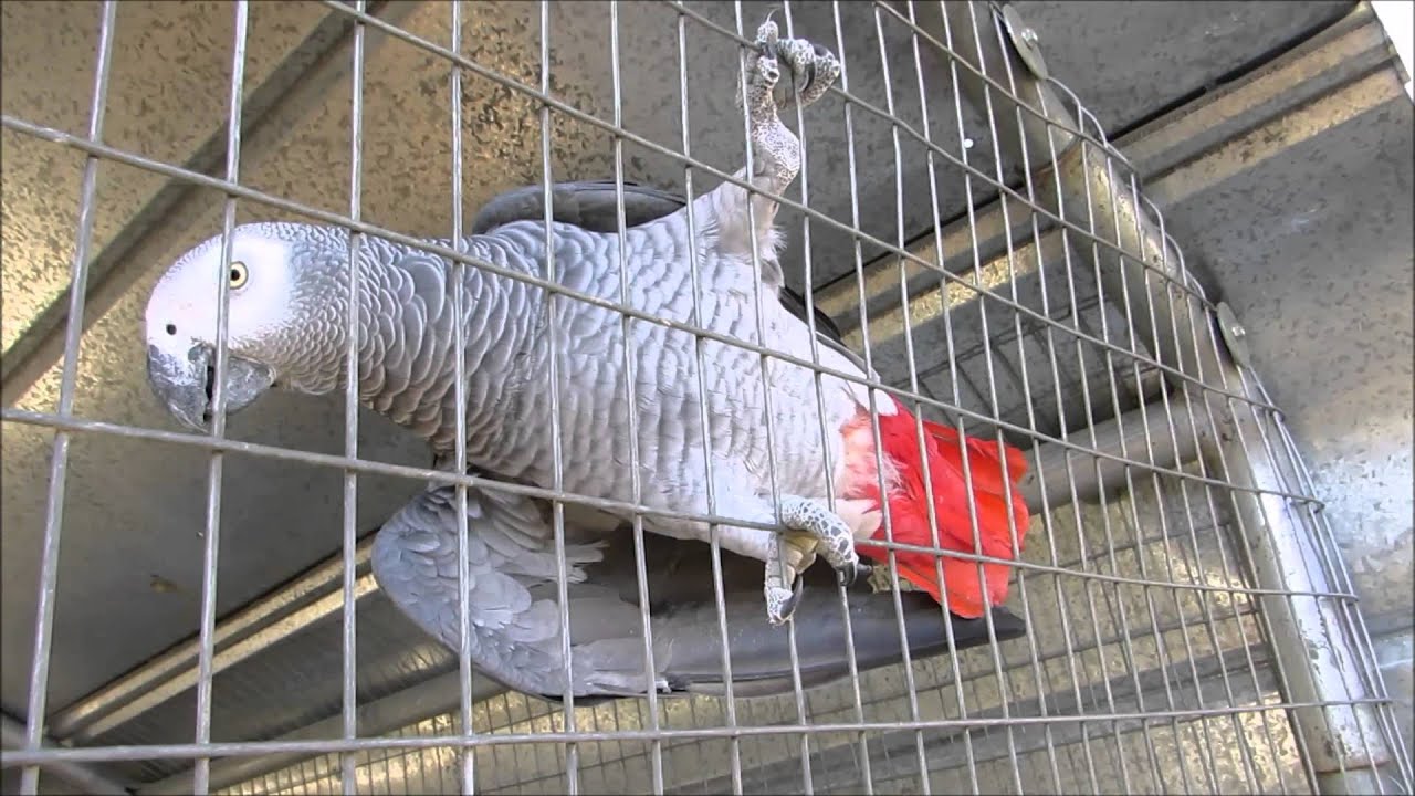 Brilliant Red Tail Feathers & Fast Flying African Grey Parrot Feathered ...