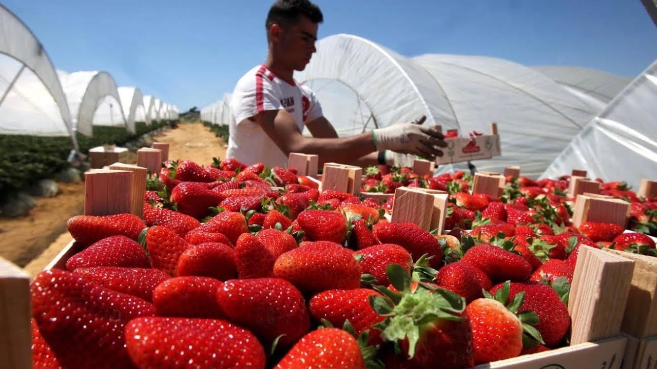 Productores De Fresas En Florida