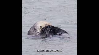 Otters' Ingenious Adaptation: The Mystery of Armpit Poc... | Doovi