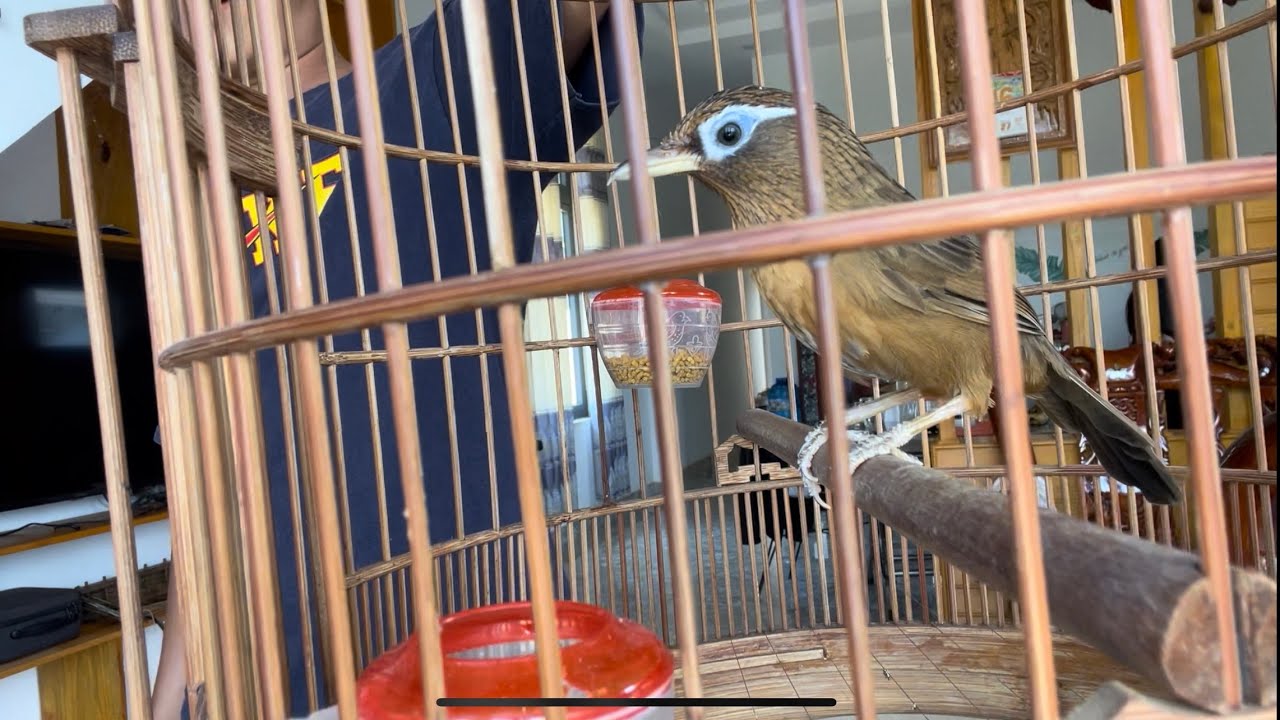 Thanh lý Hoạ Mi thuần | hoạ mi siêu đẹp giá rẻ, Chim te te quách con ...