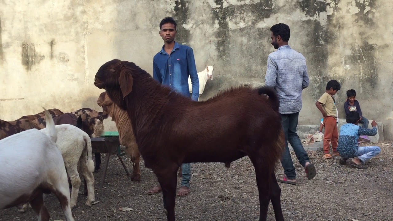 Khassi Goats - YouTube