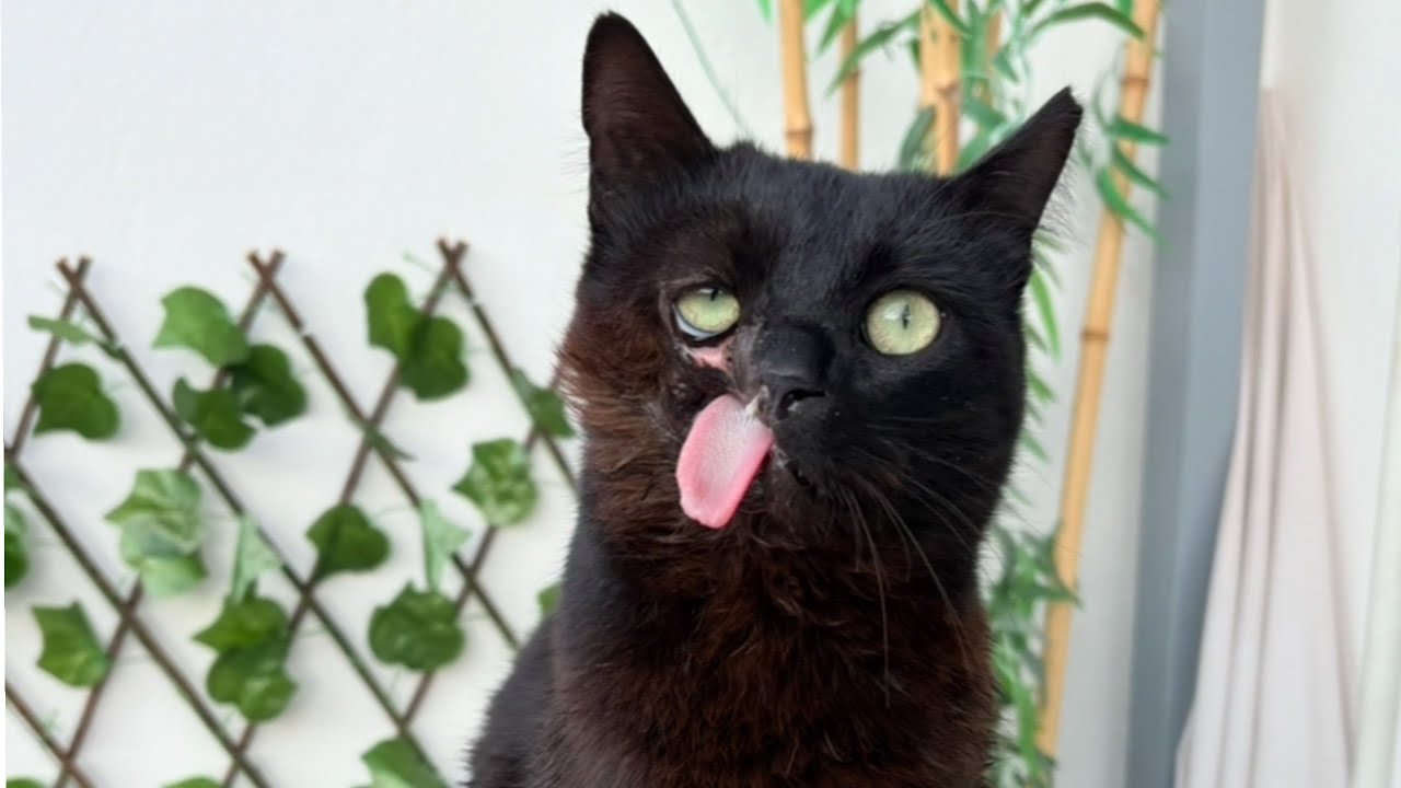 Catnip Madness! Will Our Cats Go Wild? - YouTube