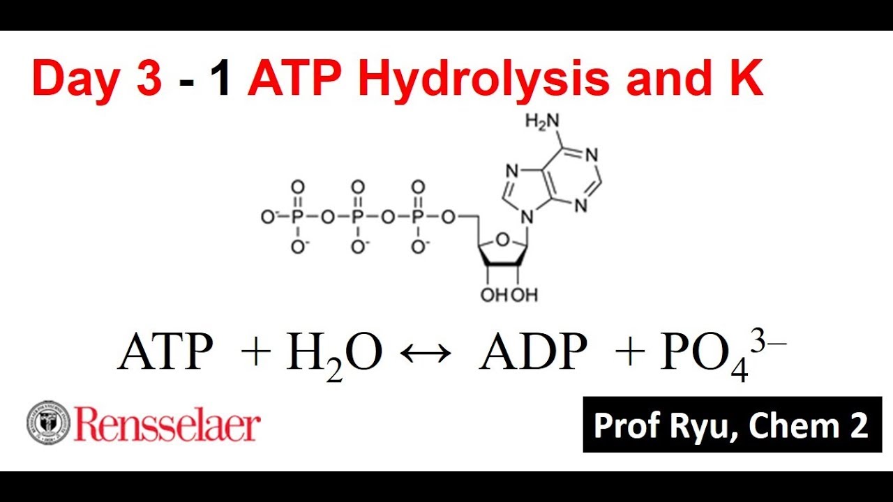 CHEM 2 Day03_1 Hydrolysis of ATP – Equilibrium K - YouTube