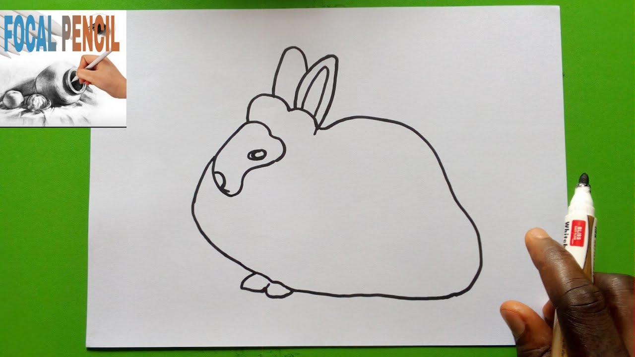 HOW TO DRAW AN ANGORA RABBIT - STEP BY STEP - YouTube