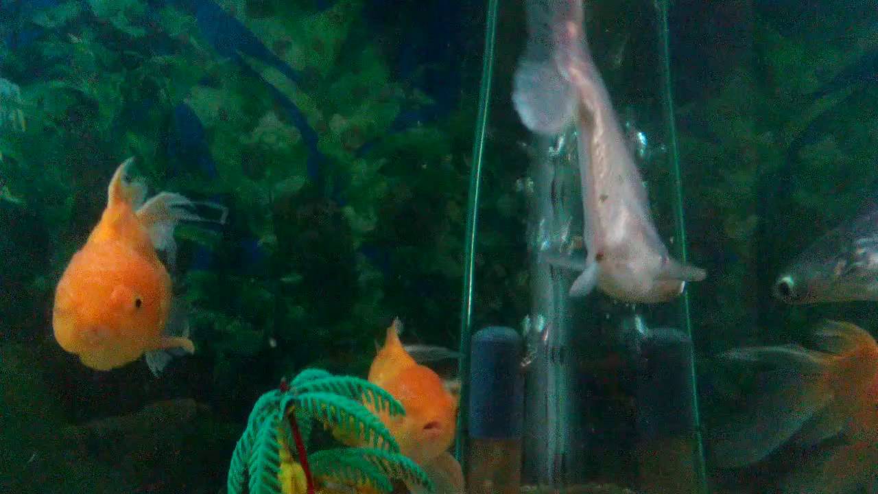 clever fish - YouTube