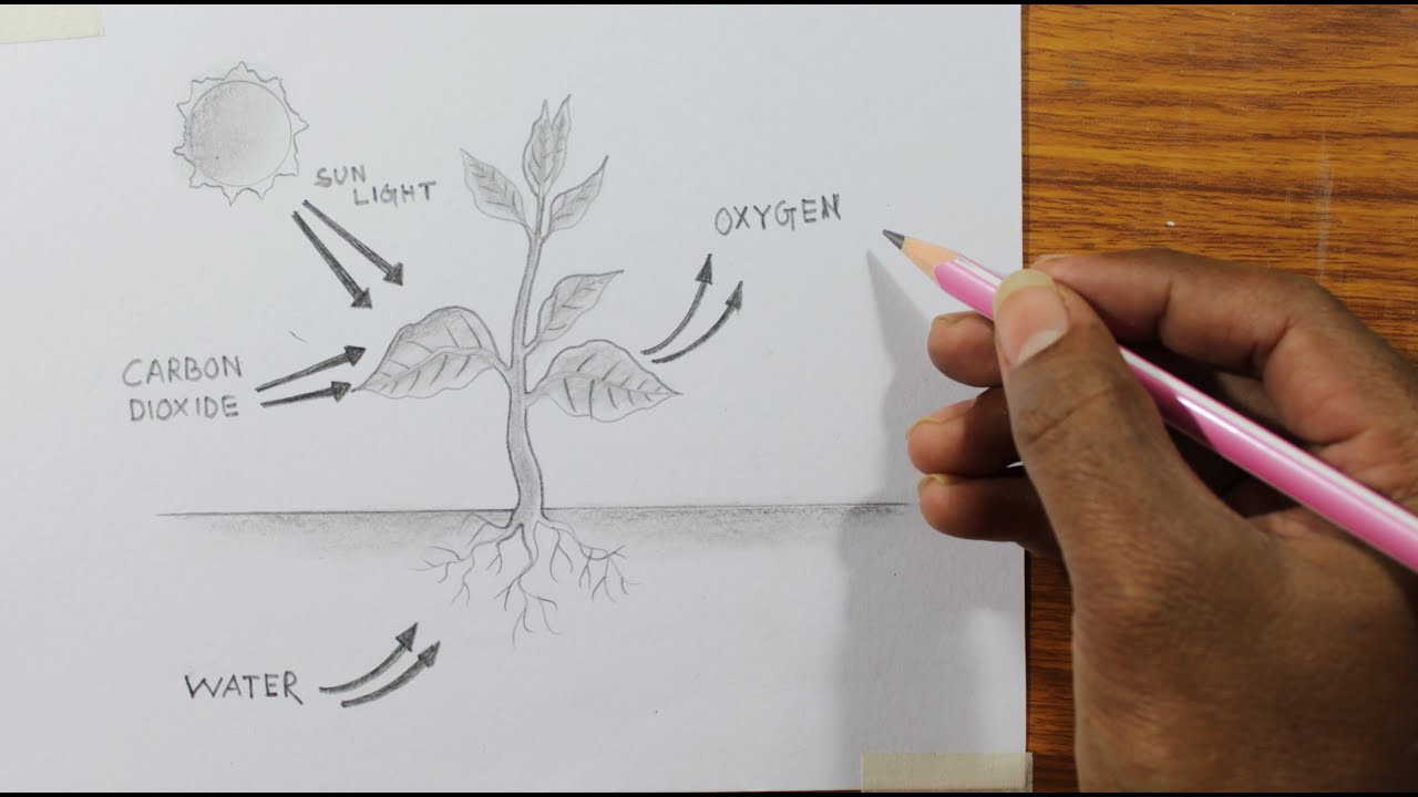 How to draw diagram of Photosynthesis easily - step by step - YouTube