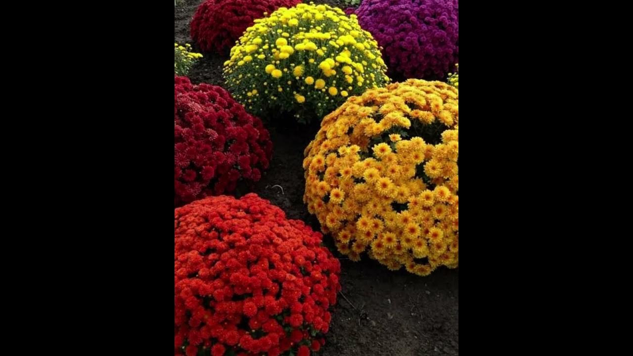 Мультифлора - YouTube