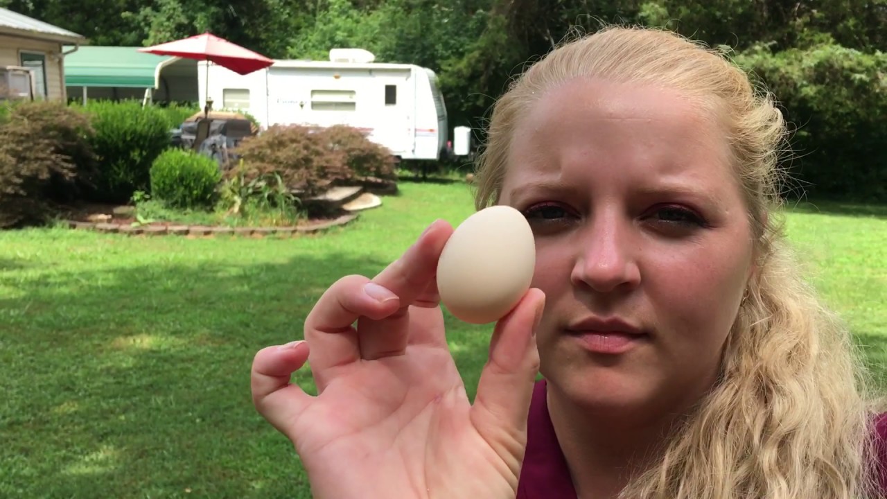 Mini Vlog 🐔🐥💓 Youtube
