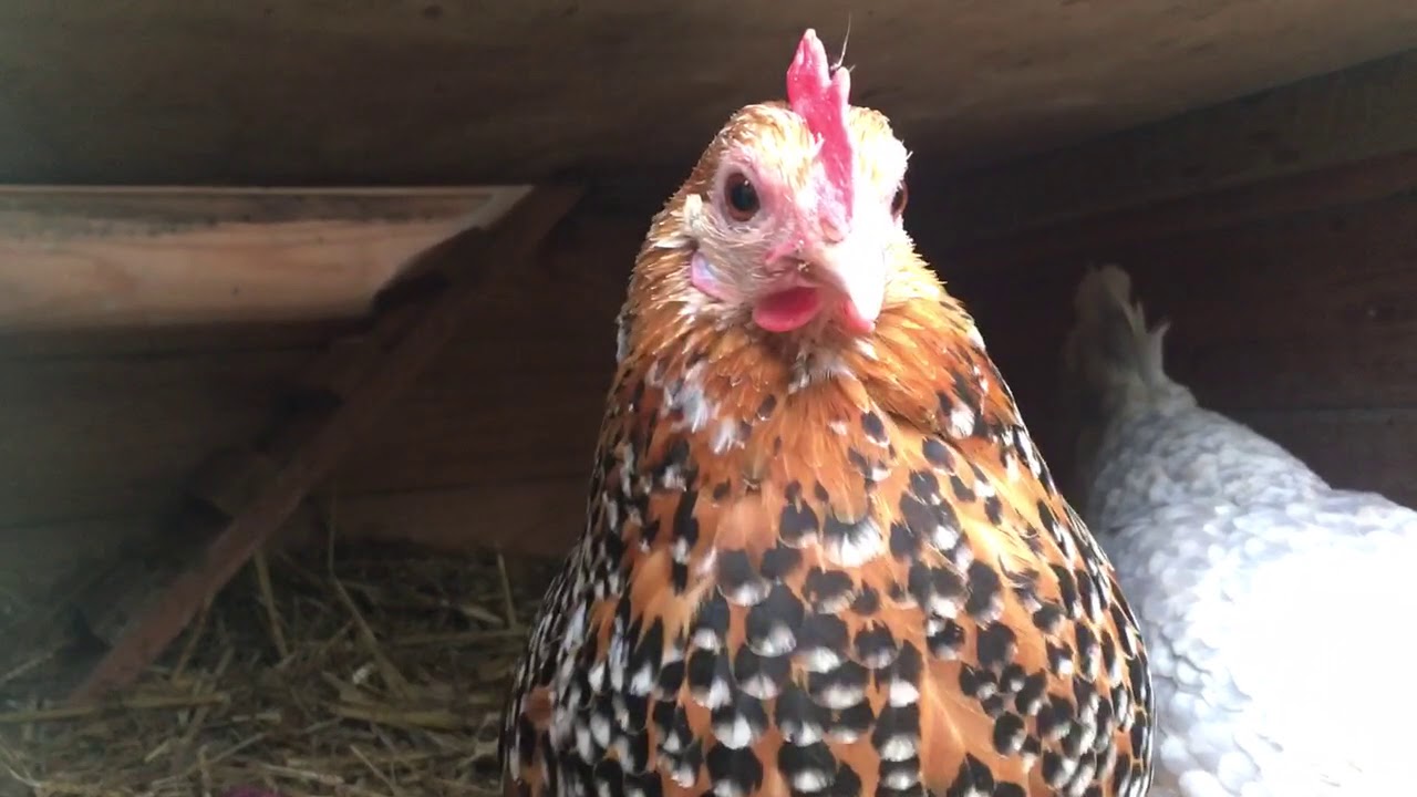 Sablepoot Bantams: detailed introduction - YouTube