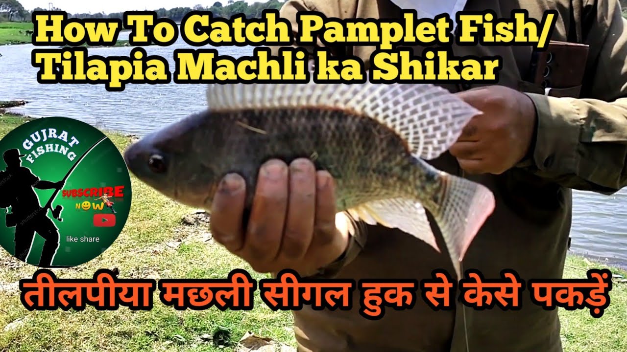 Tilapia Machli ka Shikar/How To Catch Pamplet Fish - YouTube