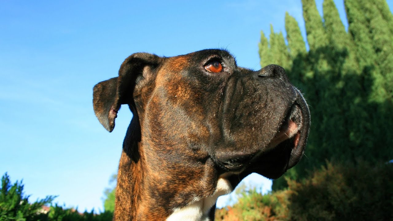 Boxer Dogs and Color Therapy- Can Vibrant Hues Balance Energy? - YouTube