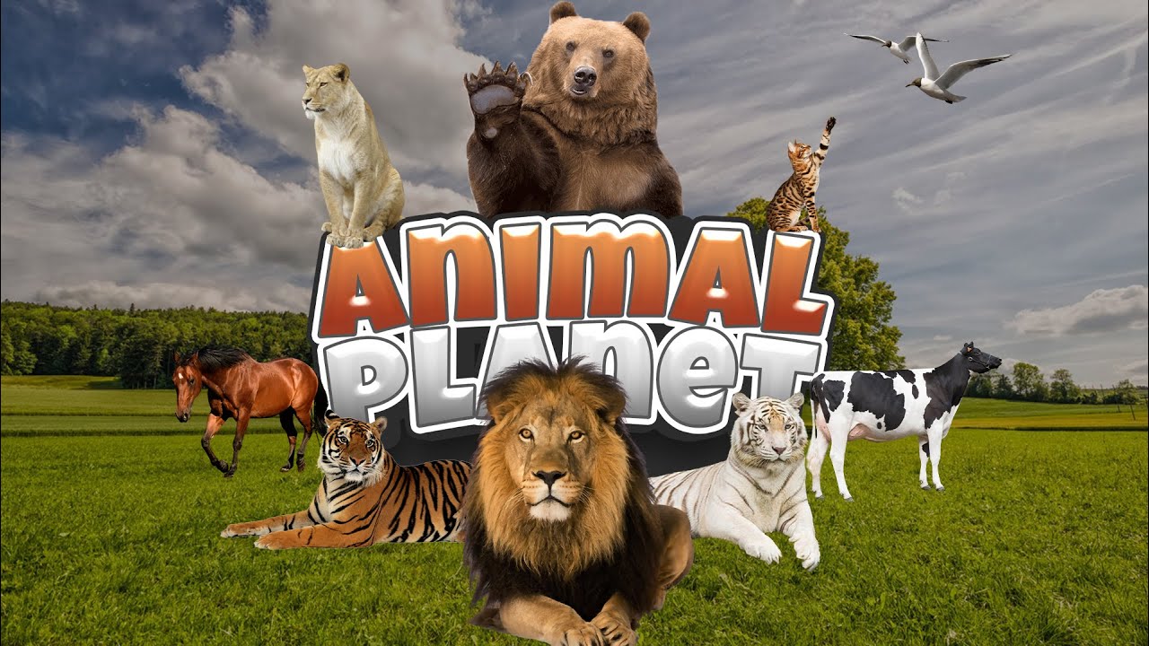 Sounds of amazing wildlife - Animal Planet TV - YouTube